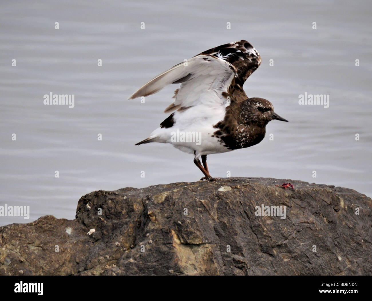 A Black Turnstone bird (Arenaria melanocephala) seen here standing on ...
