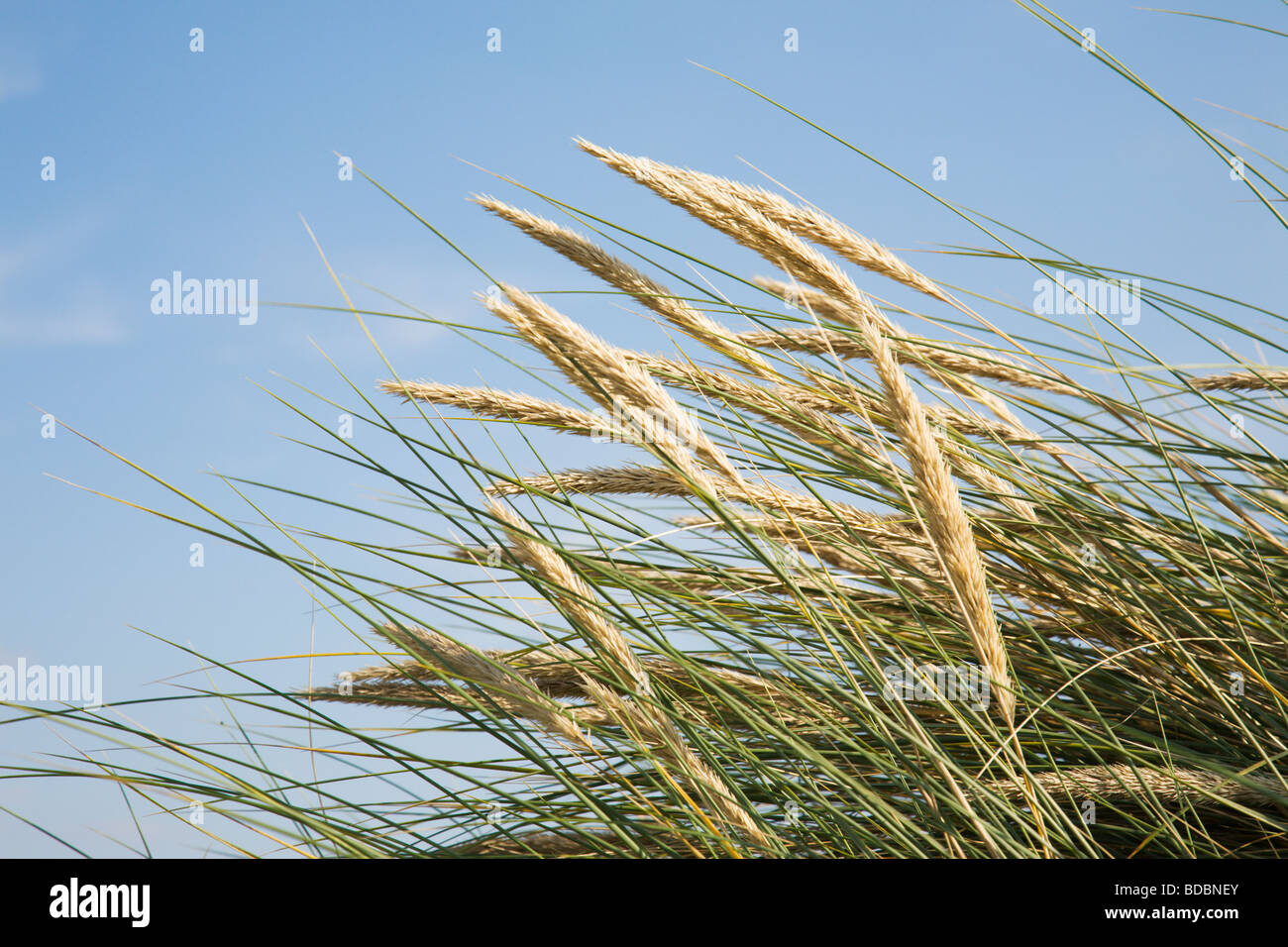 Marram grass hi-res stock photography and images - Alamy