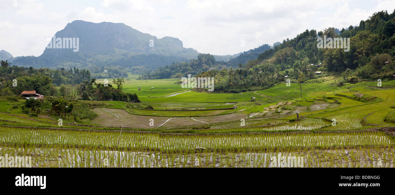 Indonesia Sulawesi Tana Toraja Makale freshly planted paddy fields ...