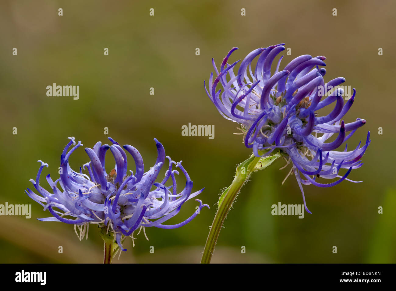 Round-headed rampion Phyteuma oribiculare chalk down limestone ...