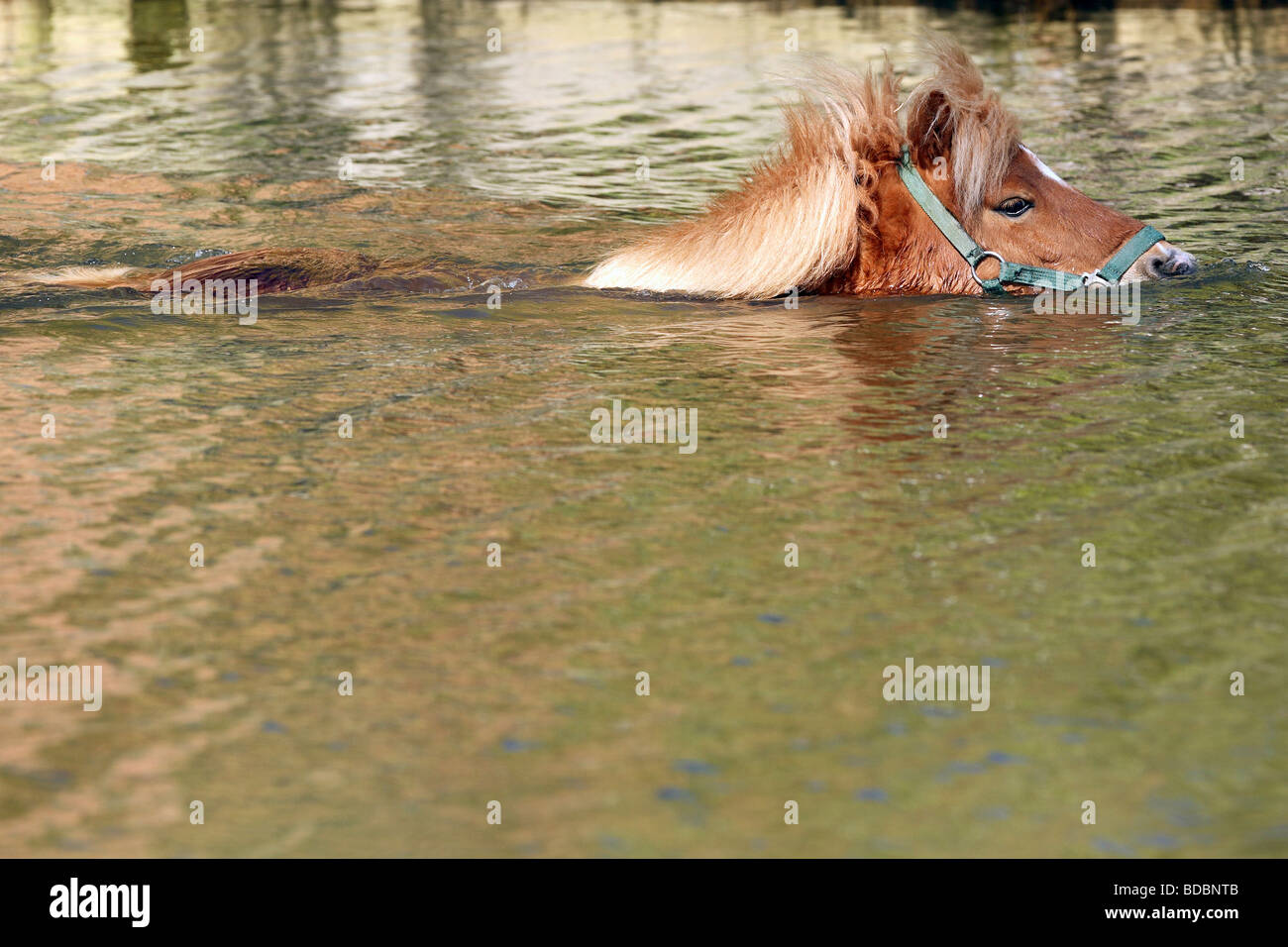 A pony swimming across a lake Stock Photo - Alamy