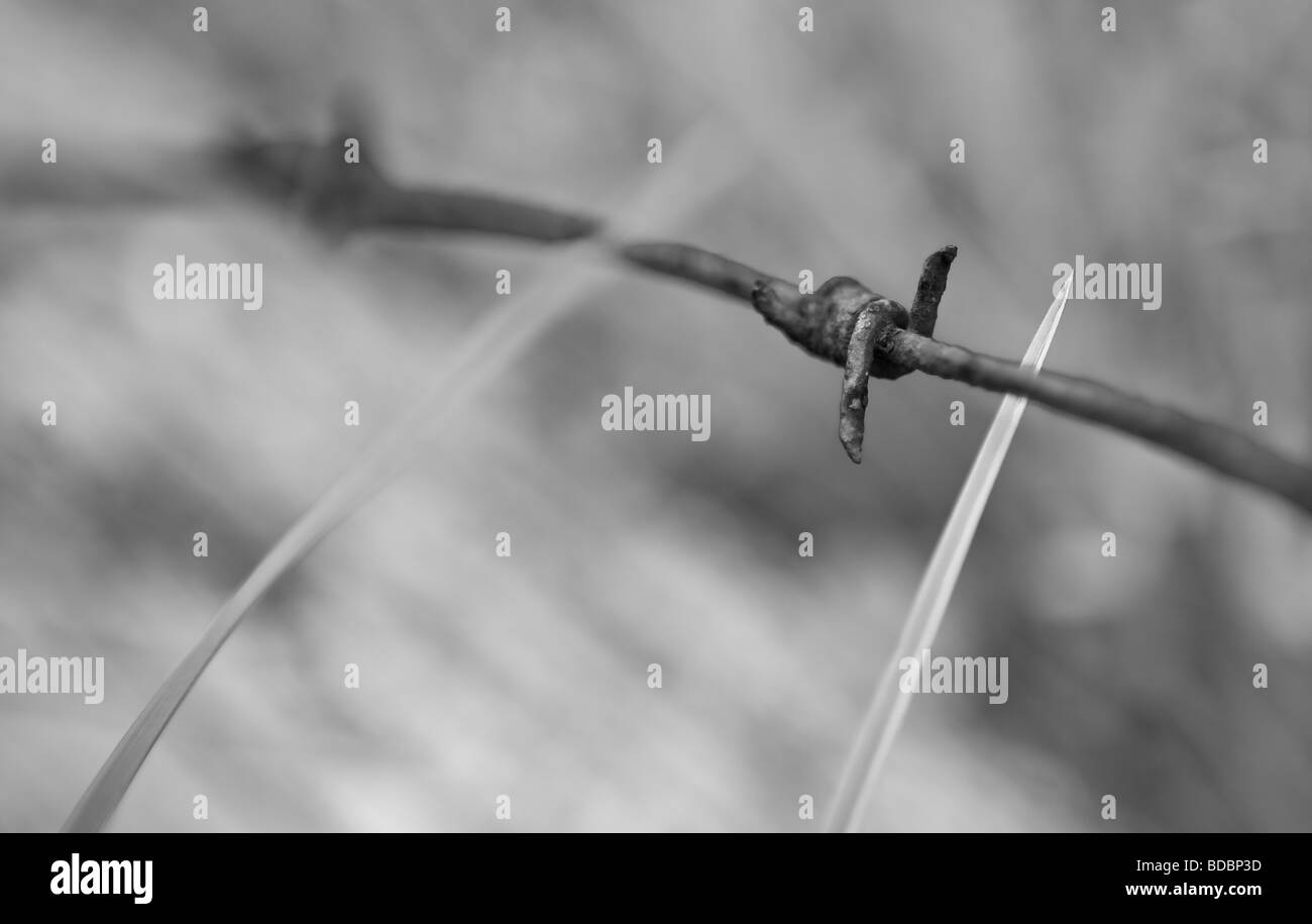 abstract barbed wire black white mono sharp Stock Photo - Alamy