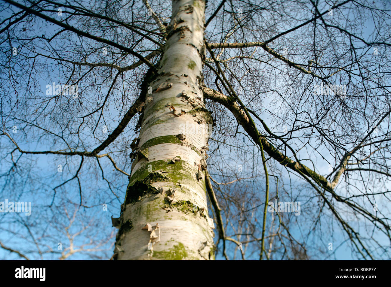 Himalayan birch betula utilis hi-res stock photography and images - Alamy