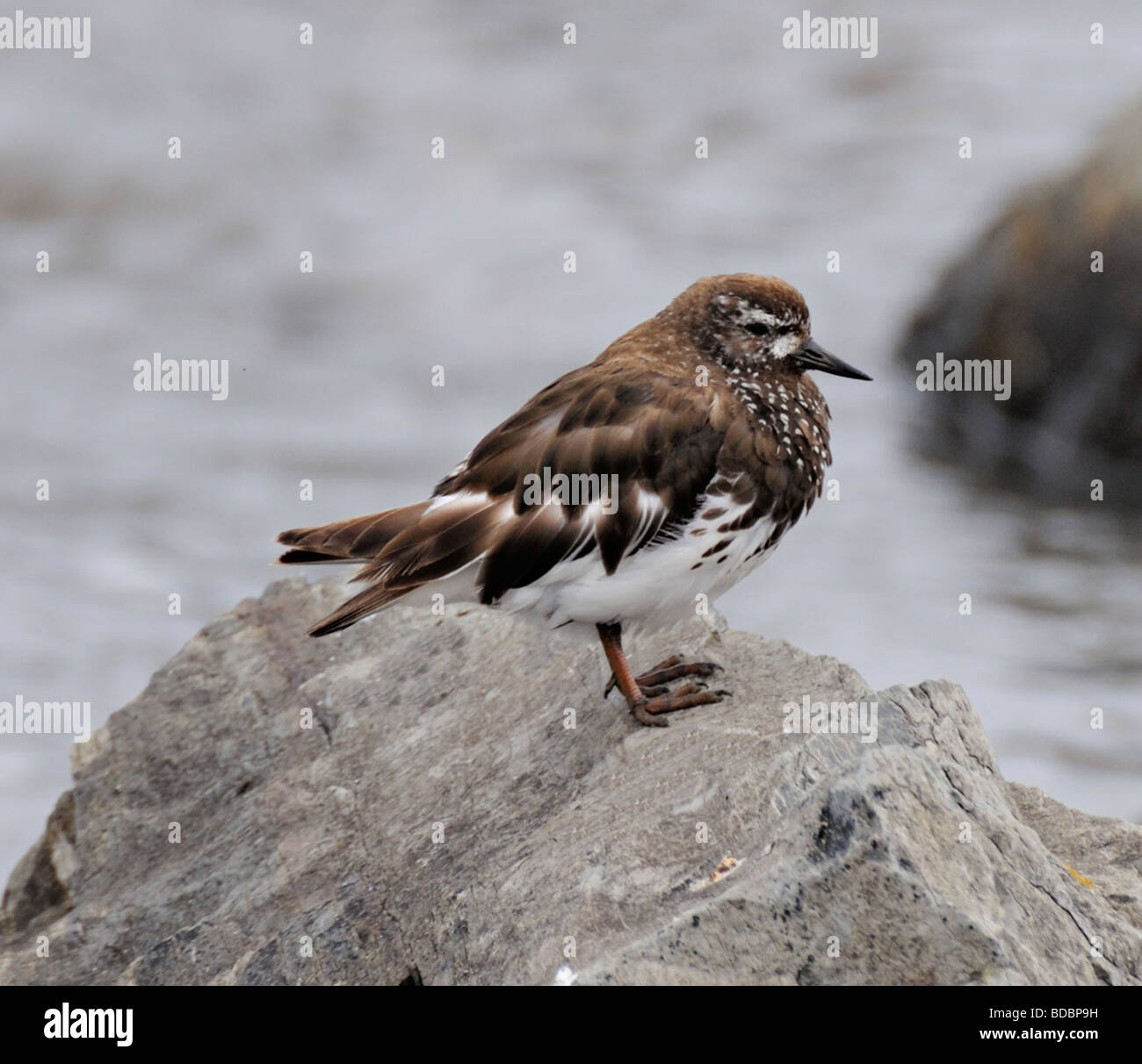 Turnstone Bird High Resolution Stock Photography and Images - Alamy