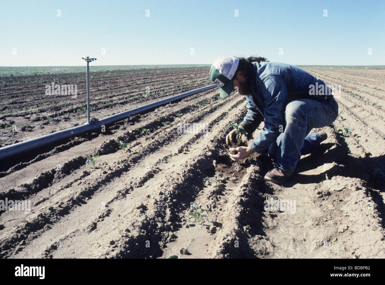 Farmers inspect vegetables in hi-res stock photography and images - Alamy