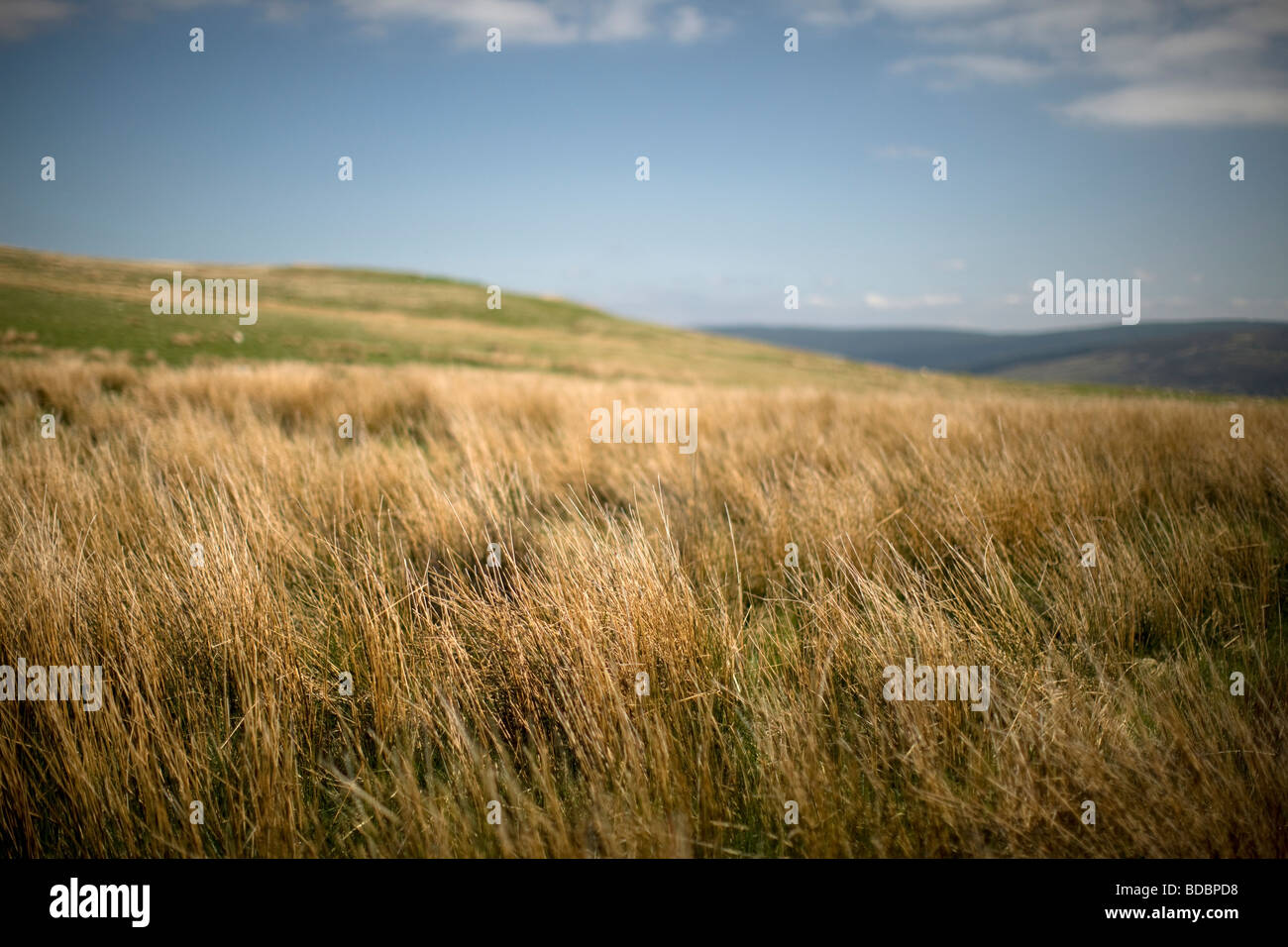 Fields, Carter Bar, Northumberland, UK Stock Photo - Alamy