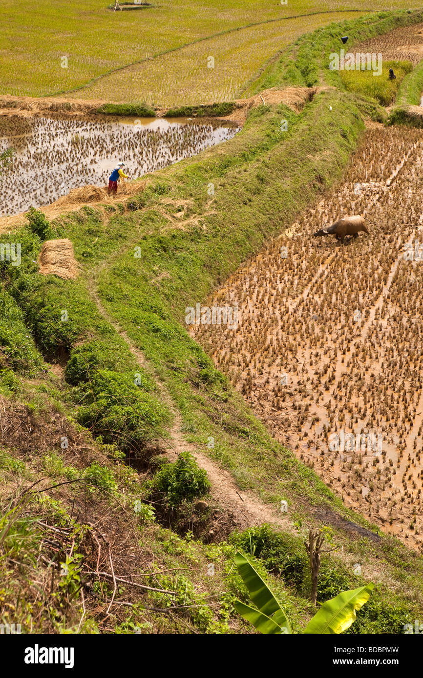 Indonesia Sulawesi Tana Toraja Makale woman working in fields during ...