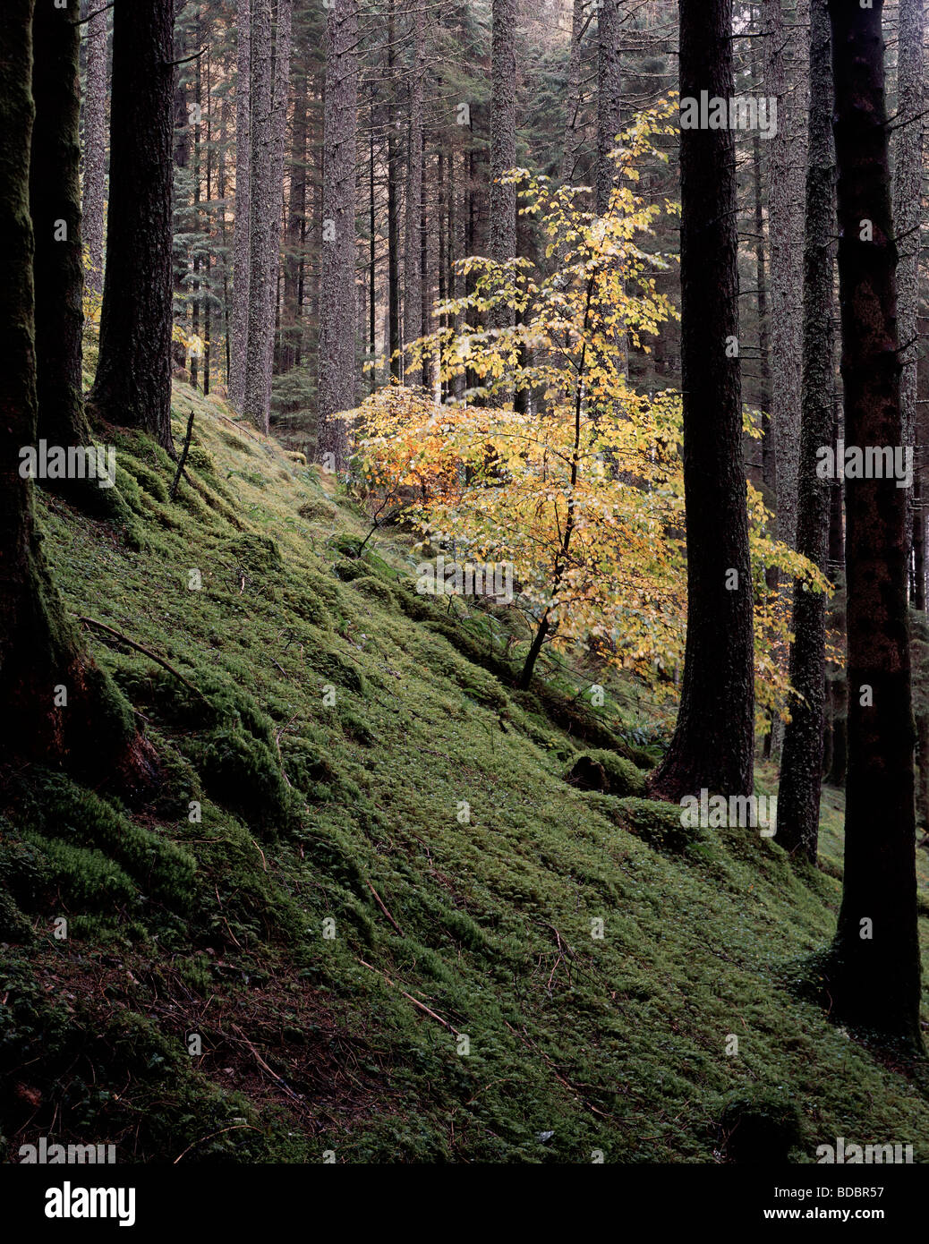 Young Beech tree growing among tall fir trees, Loch Oich, Lochaber ...
