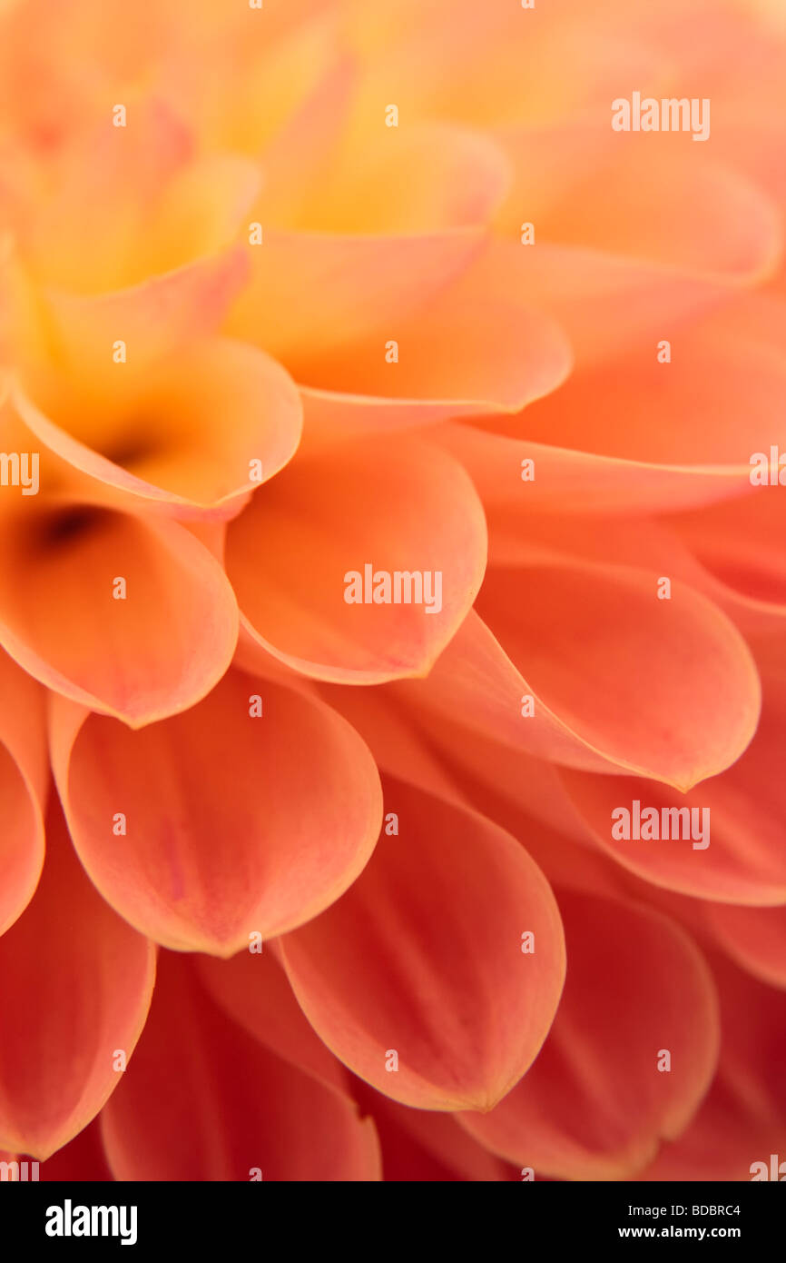 Tubular petals hi-res stock photography and images - Alamy