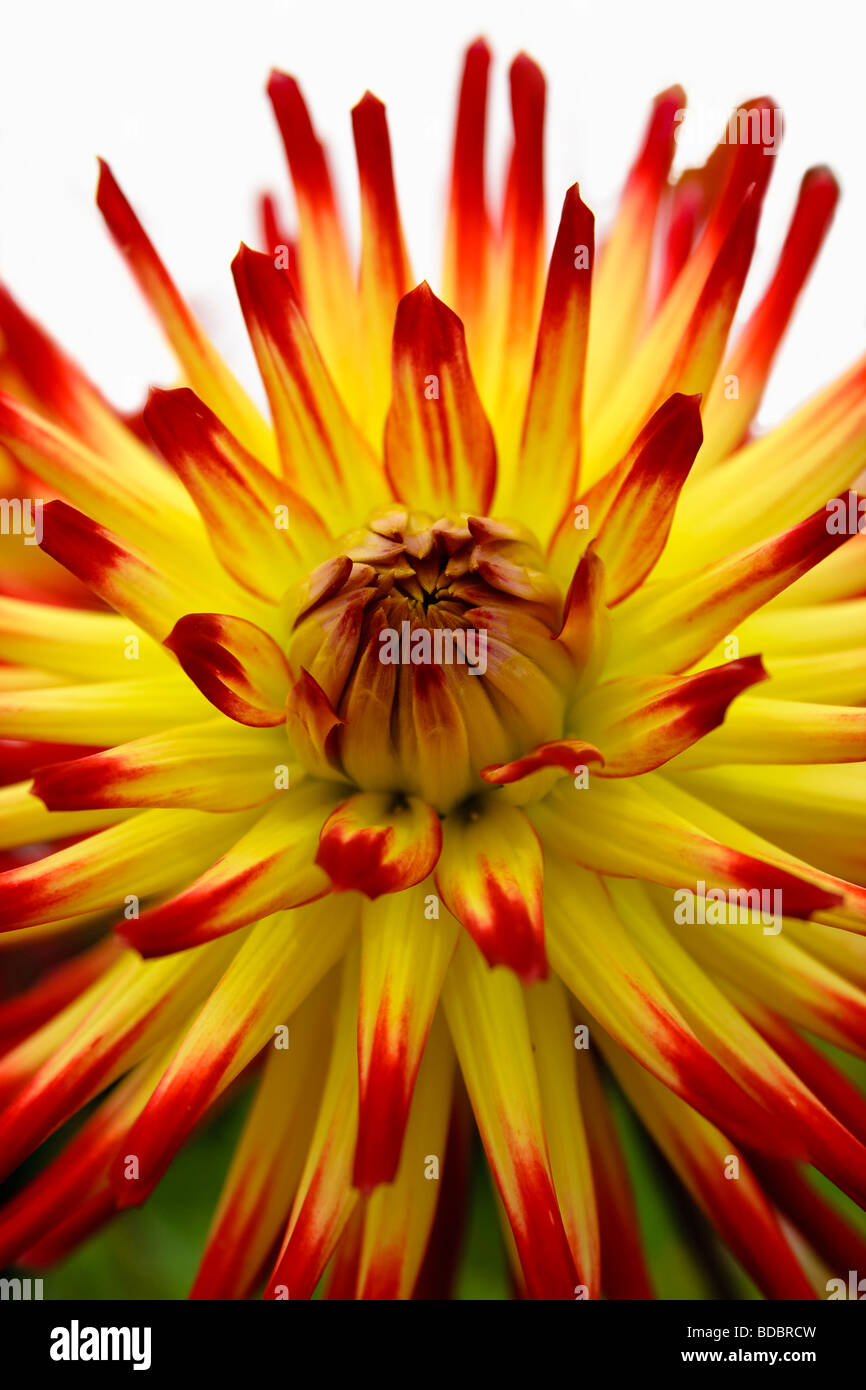 Spanish red flower hi-res stock photography and images - Alamy
