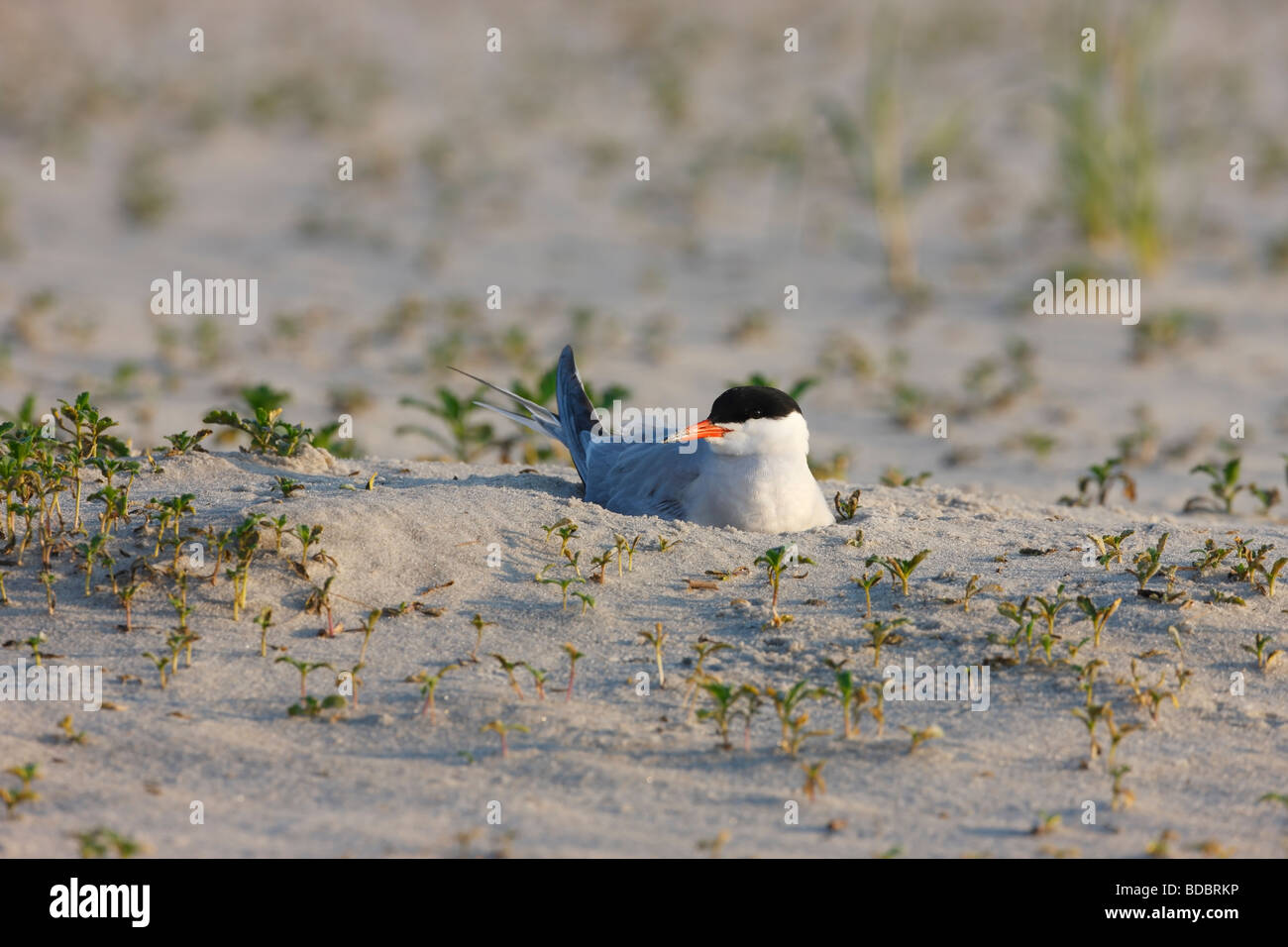 Common Tern Sterna hirundo hirundo sitting on a nest in sand dunes ...
