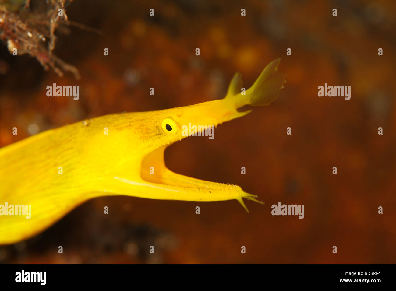Ribbon Eel Rhinomuraena quaesita female Stock Photo - Alamy