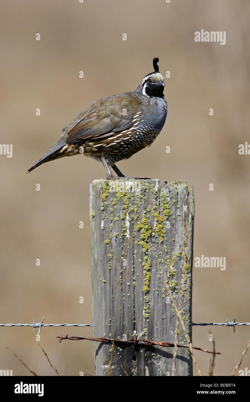 California Quail Callipepla californica brunnescens in Point Reyes ...