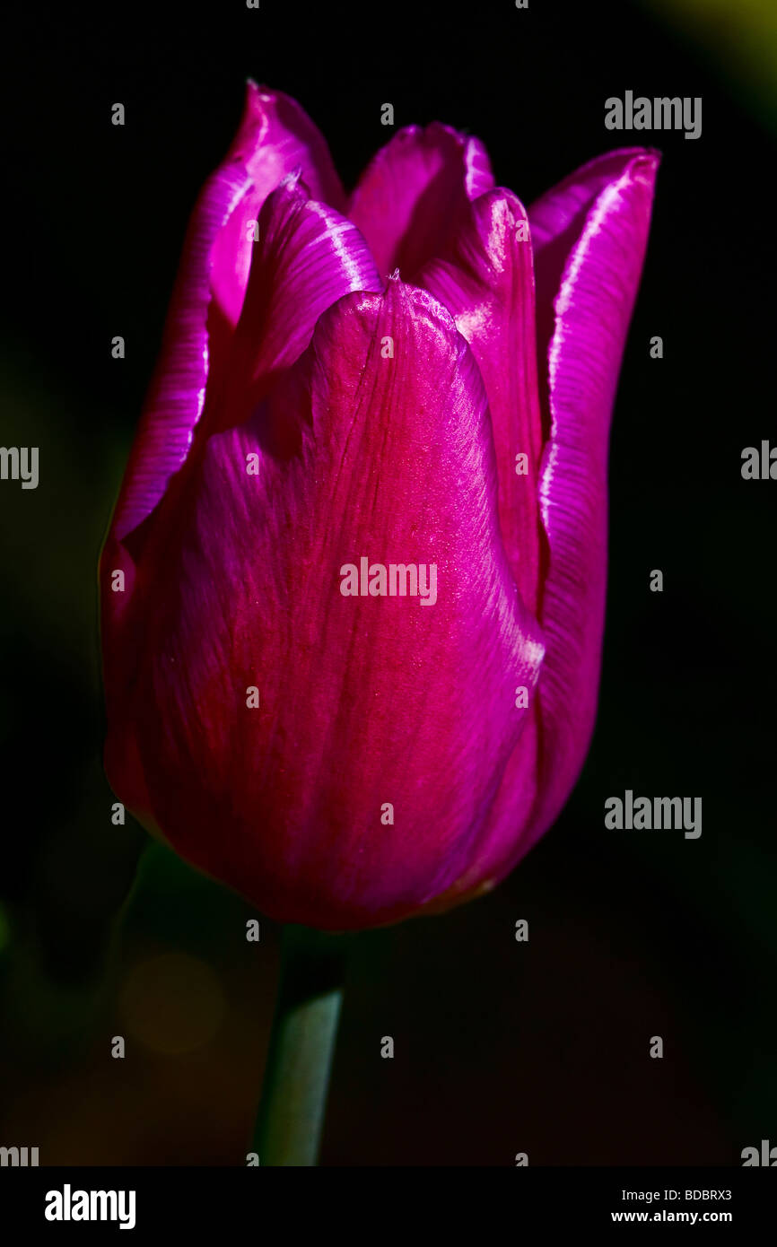 Individual tulip hi-res stock photography and images - Alamy