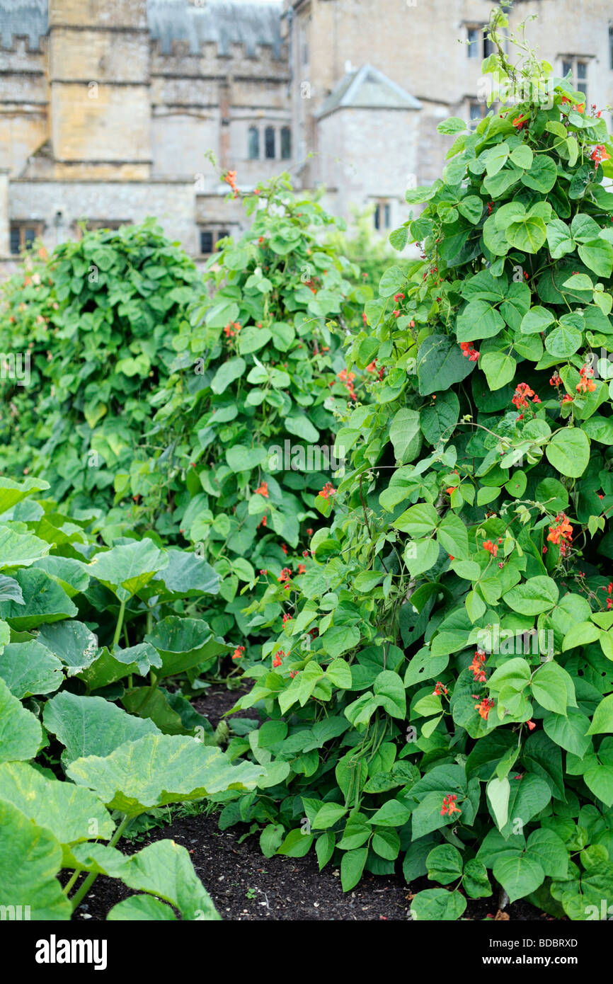 Medieval Kitchen Garden High Resolution Stock Photography and Images ...