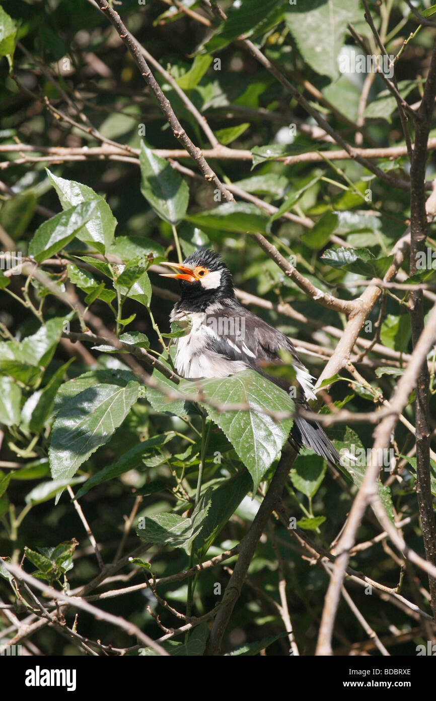 India pied myna sturnus contra hi-res stock photography and images - Alamy