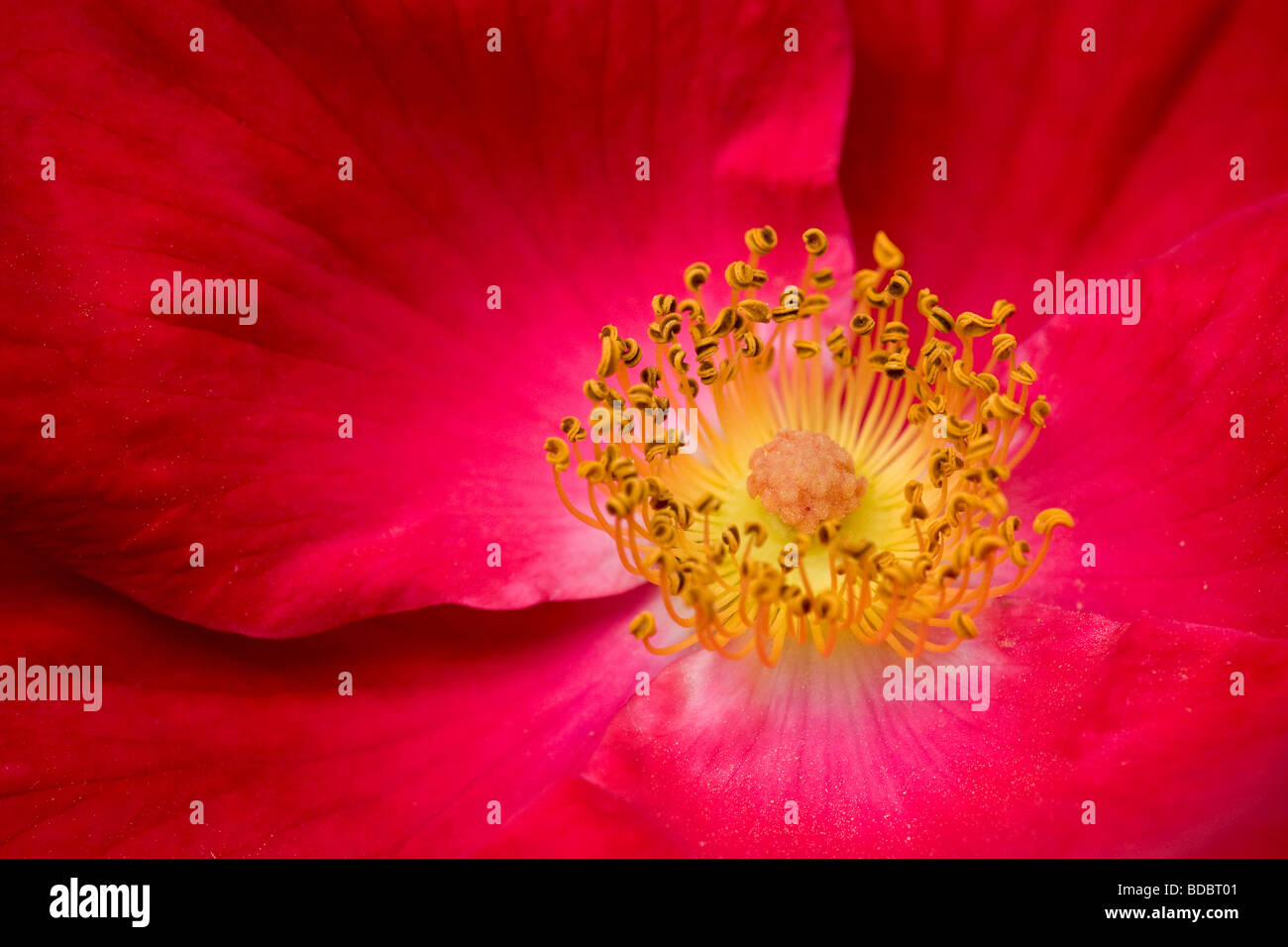 Petal flower hi-res stock photography and images - Alamy