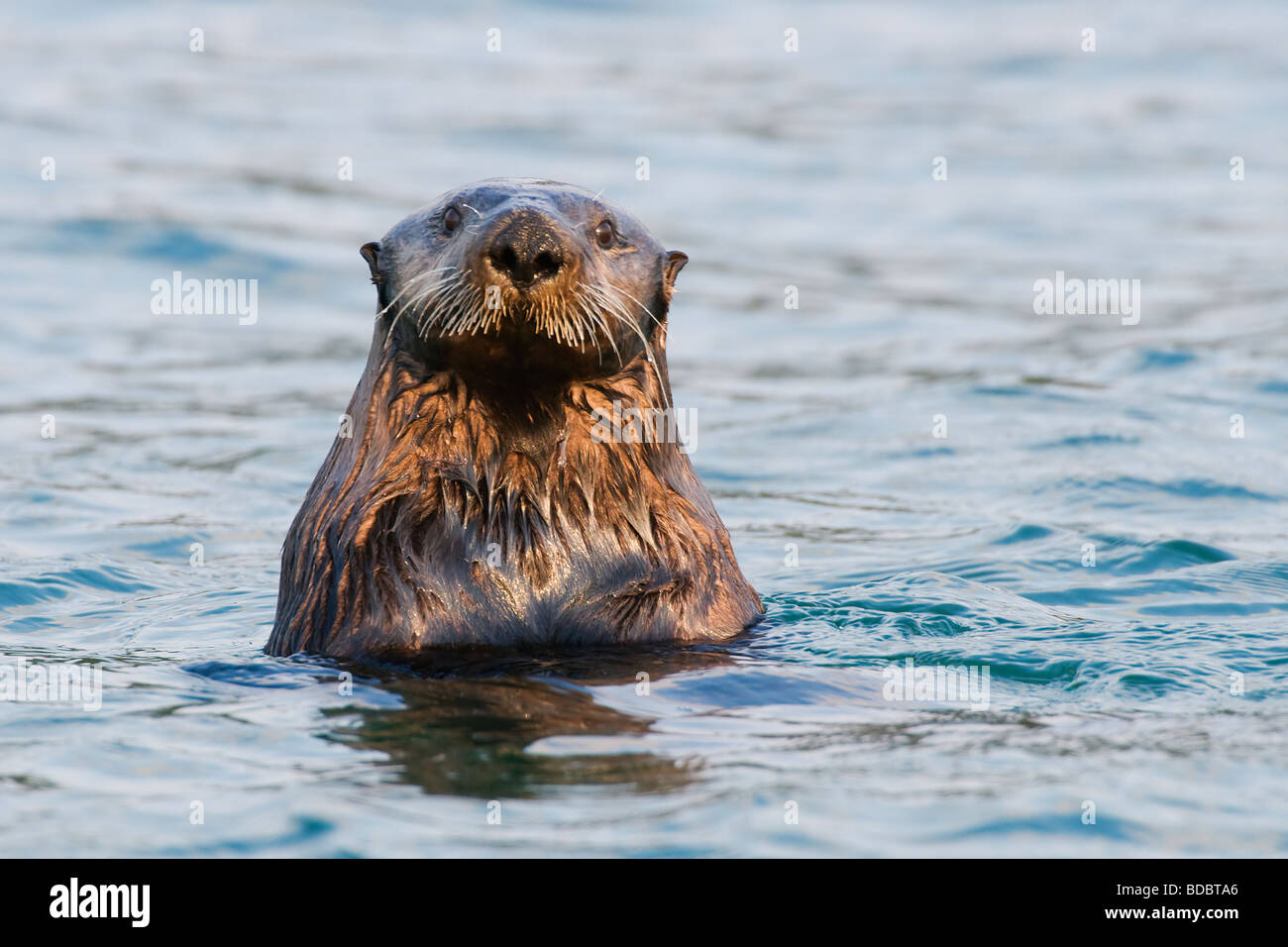 Sea otter profile hi-res stock photography and images - Alamy
