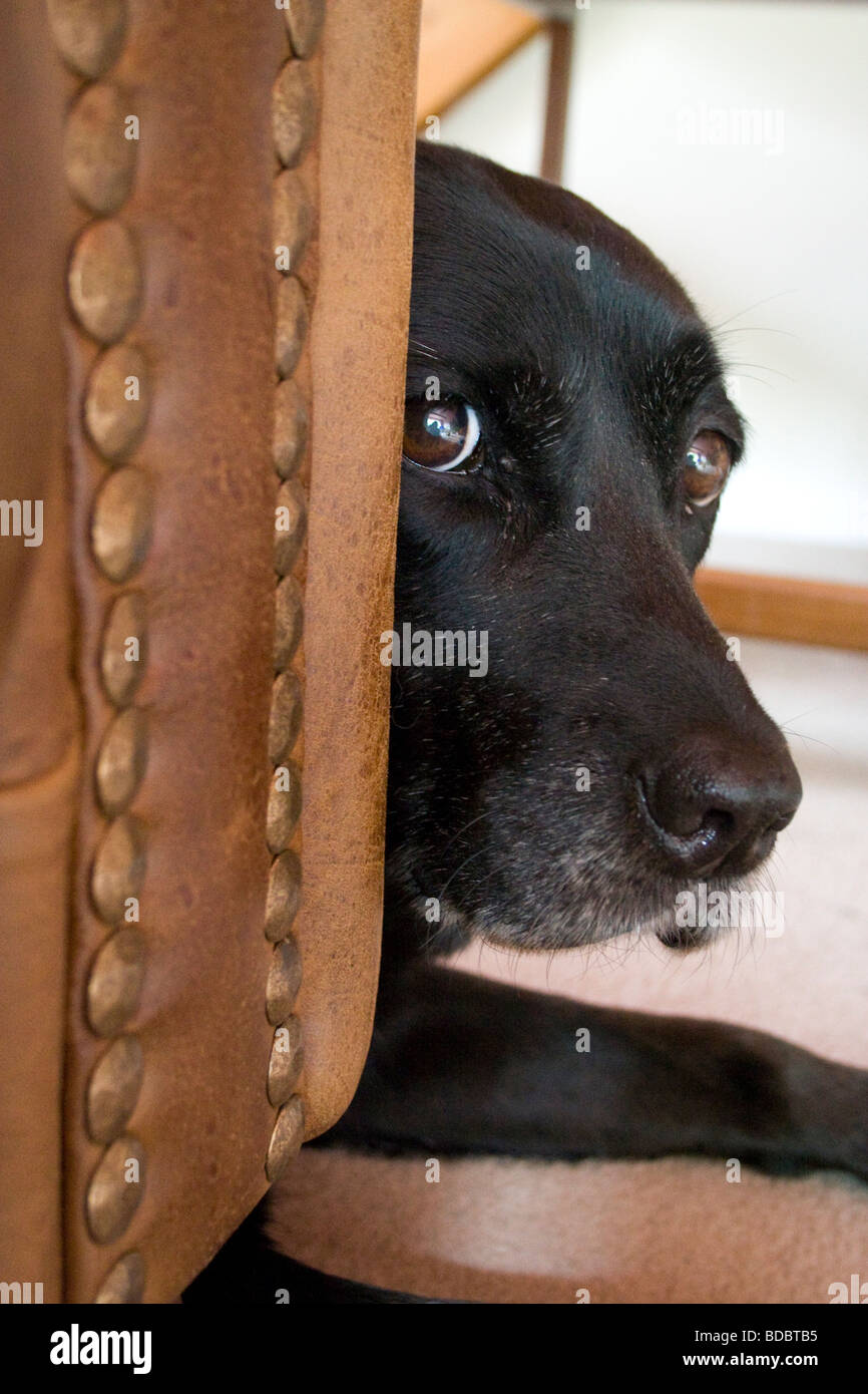 Kanine High Resolution Stock Photography and Images - Alamy