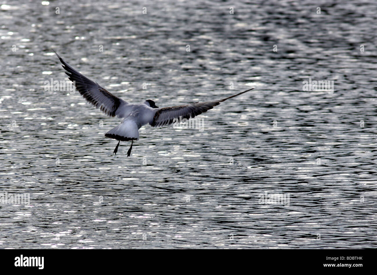Seagull Flying over Water Stock Photo - Alamy