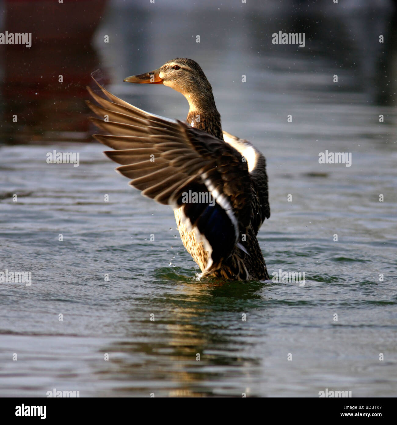 Female Wild Duck Drying Her Wings Stock Photo - Alamy