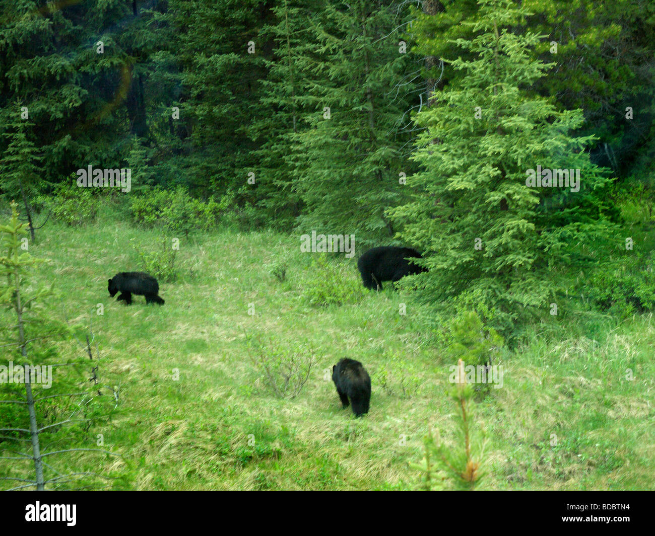 Group Black Bears Stock Photos & Group Black Bears Stock Images - Alamy