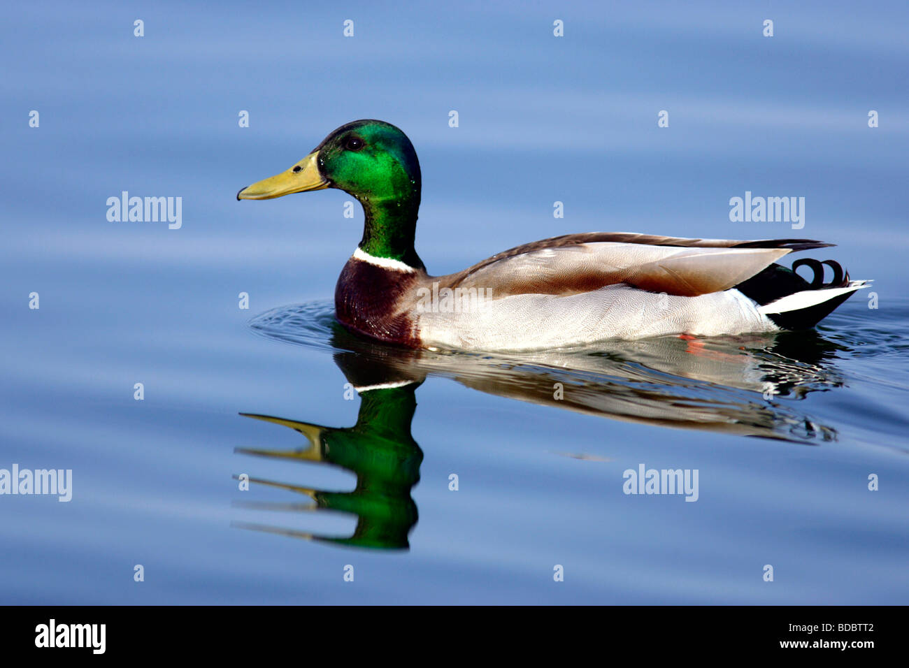 Portrait and Water Reflection of a Male Mallard Drake Duck Anas ...