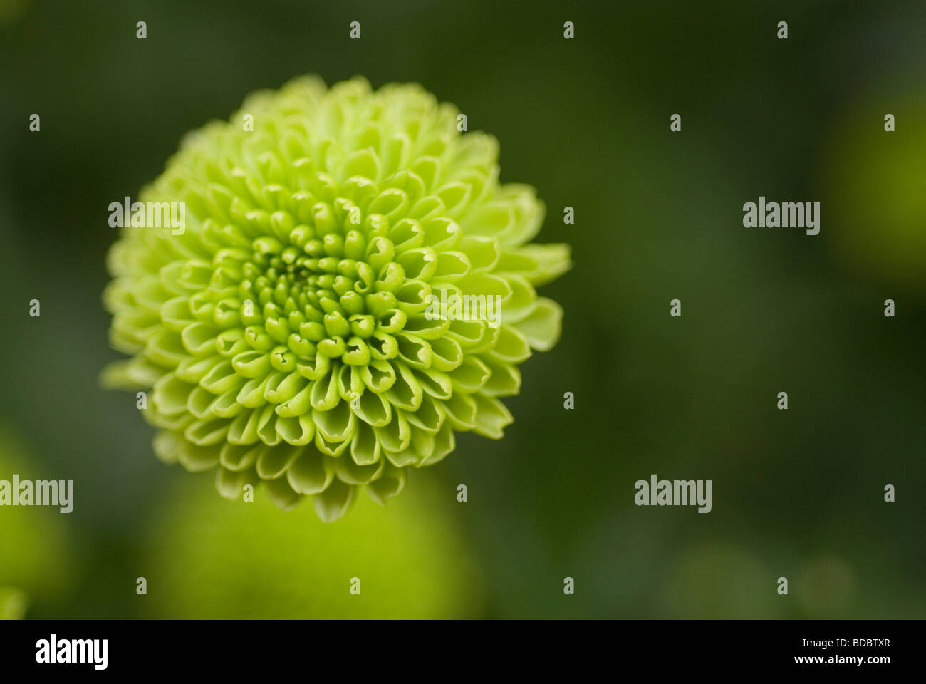 Chrysanthemum indicum hi-res stock photography and images - Alamy
