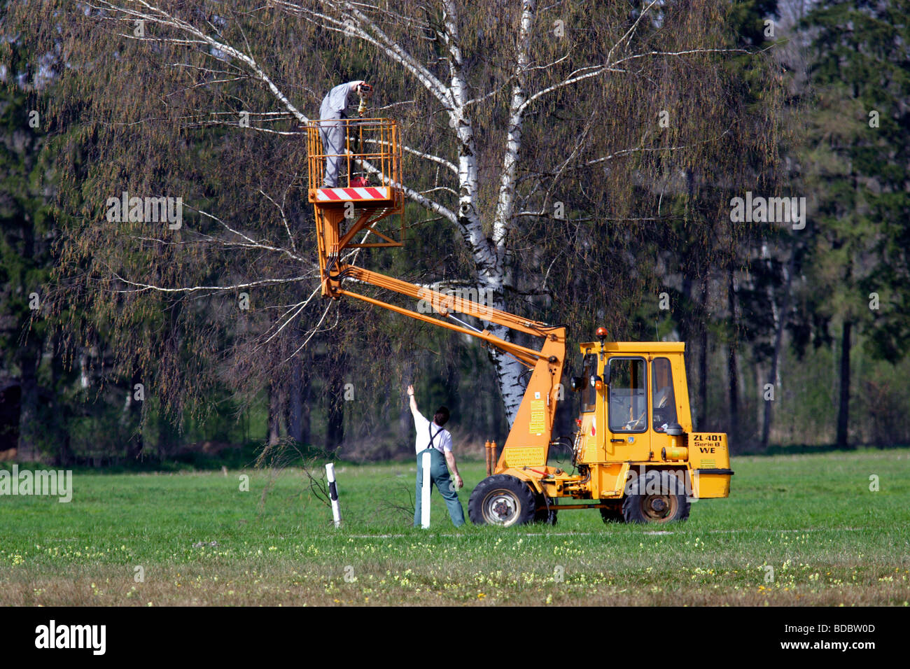 Workers Using Cherry Picker to Trim a Beech Tree Chiemgau Bavaria ...