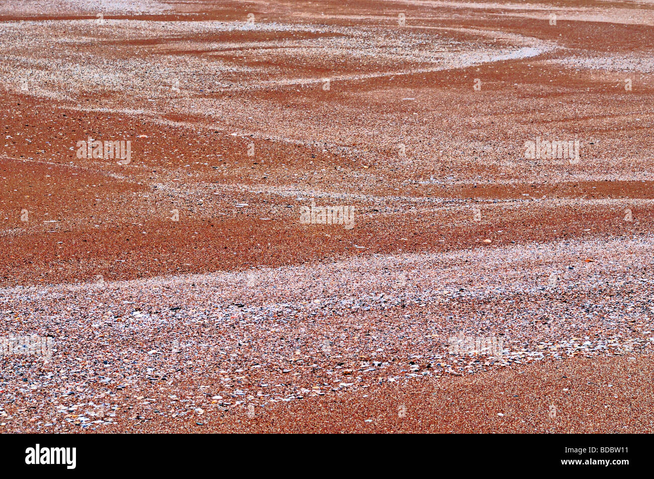 Spain, Galicia: Shells at beach Stock Photo - Alamy