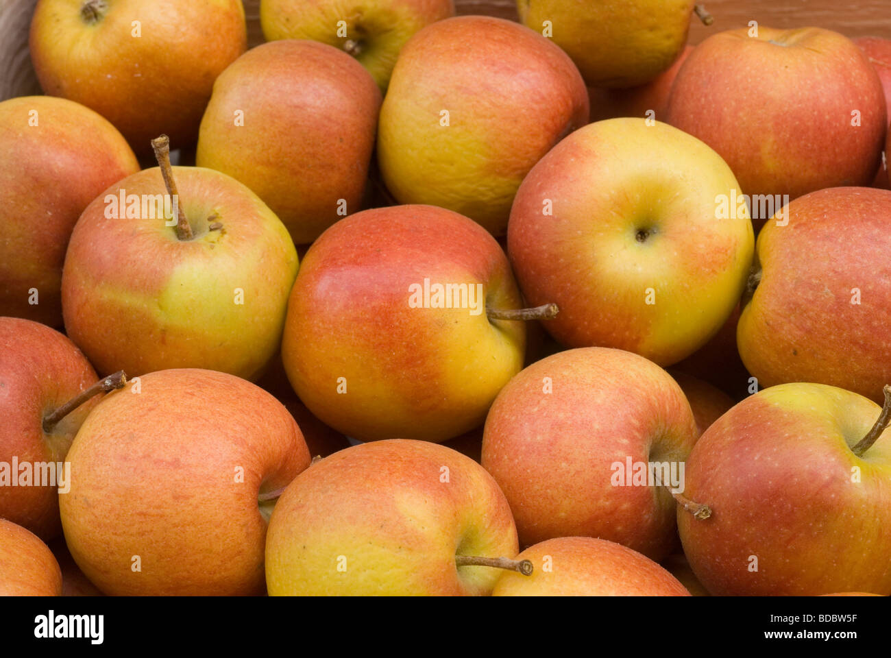 Fruits of Malus domestica, apples Stock Photo - Alamy