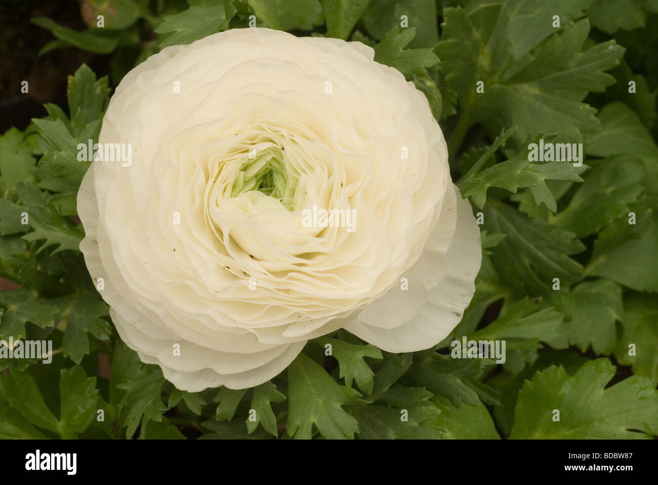 Ranunculus sp hi-res stock photography and images - Alamy