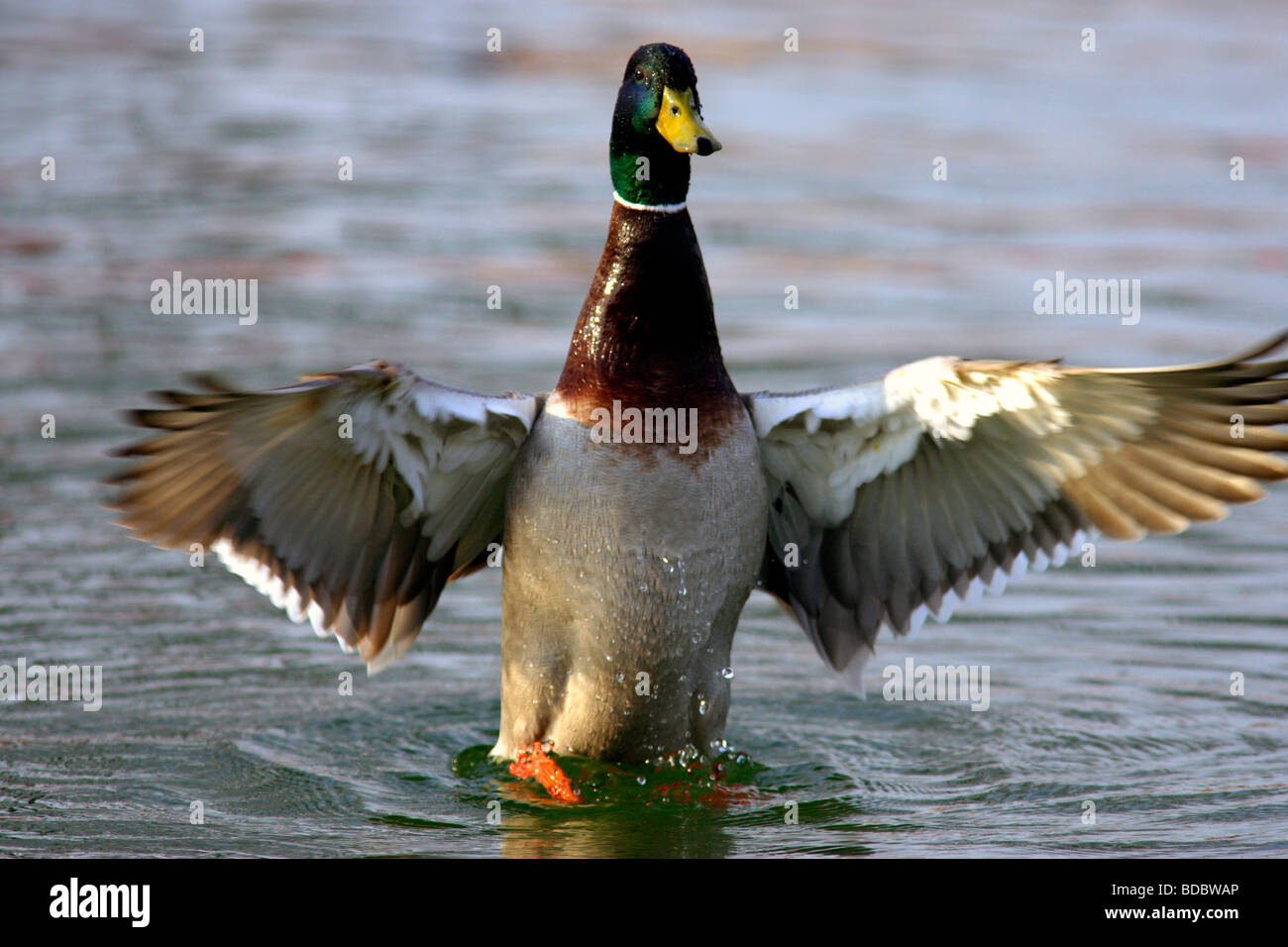 Portrait of a Male Mallard Drake Duck in the Water Spreading and Drying ...