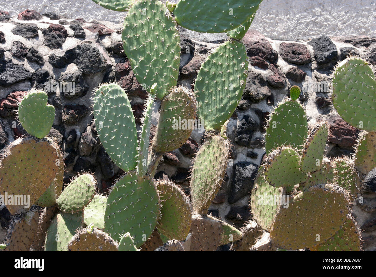 Nopal cactus abundant in whole Mexico and other countries of central ...
