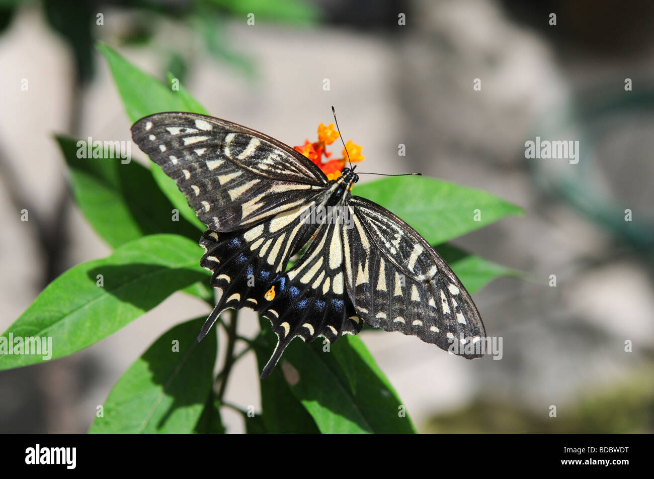 Eastern Tiger Swallowtail butterfly resting on leaves Stock Photo - Alamy