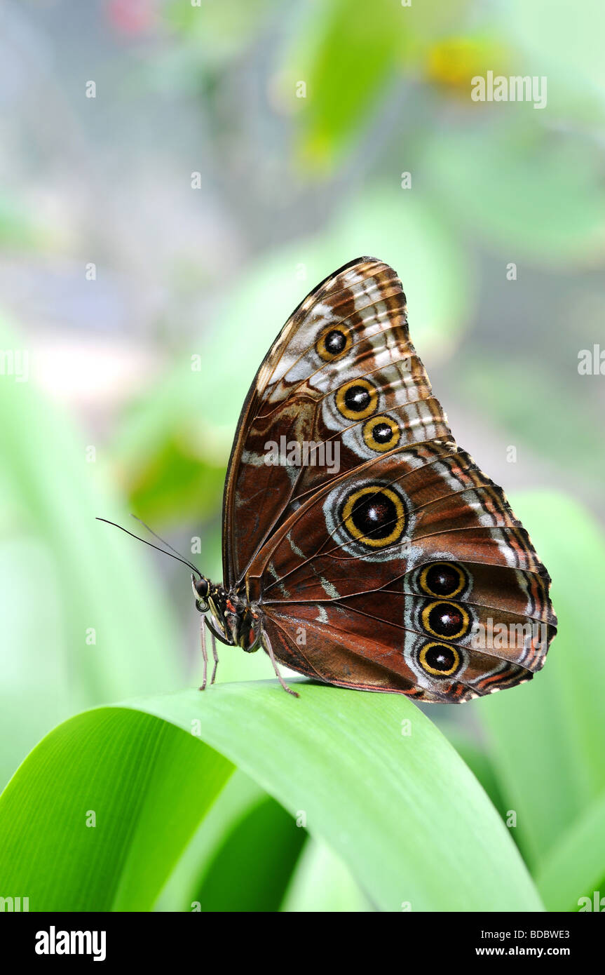 Insect wings folded hi-res stock photography and images - Alamy
