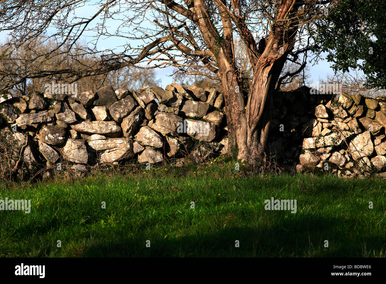 Stone Wall and Tree Ireland Stock Photo - Alamy