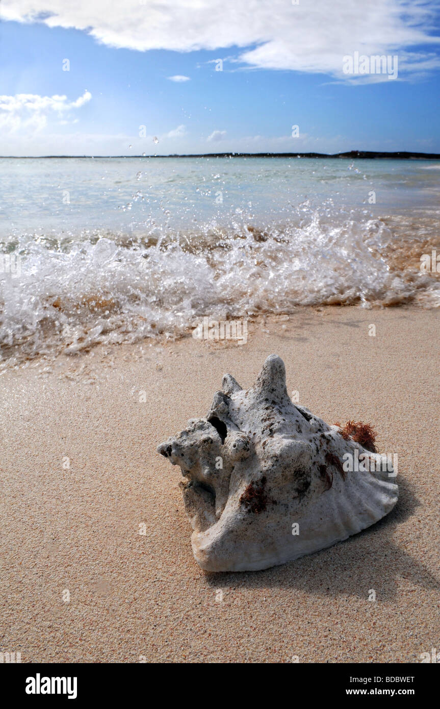 Sea water splash shell on hi-res stock photography and images - Alamy