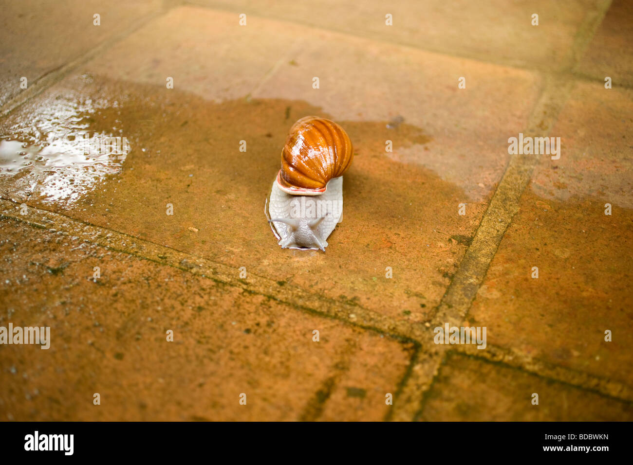 The big snail hi-res stock photography and images - Alamy