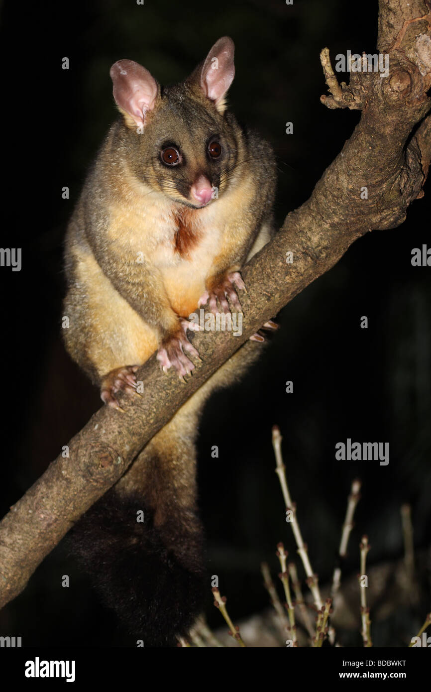 A brushtail possum hi-res stock photography and images - Alamy