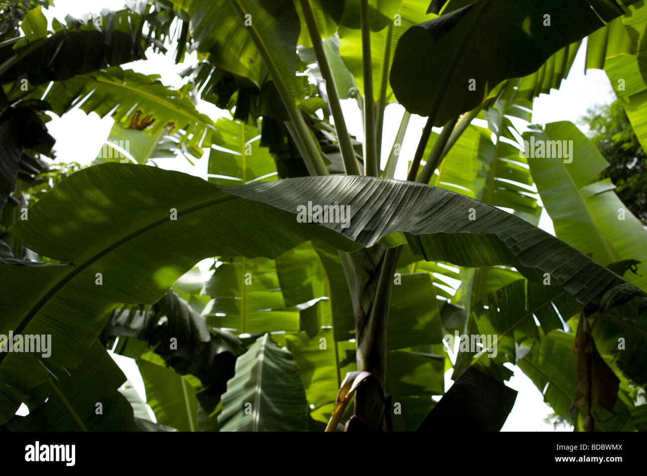 Banana tree hi-res stock photography and images - Alamy