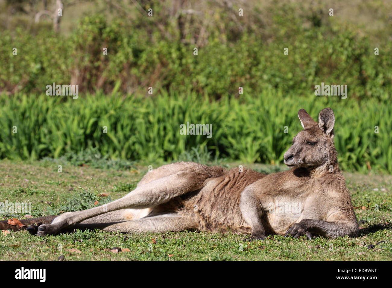 Kangaroo lounging hi-res stock photography and images - Alamy