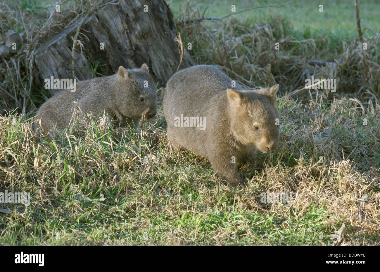 mother and juvenile wombat emerging from a burrow Stock Photo - Alamy