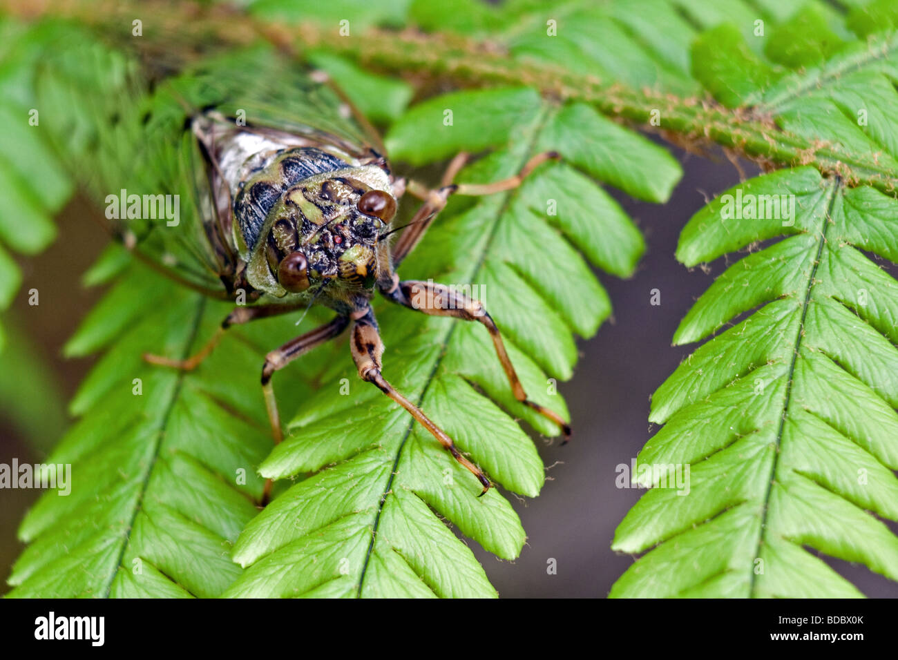 Terpnosia nigricosta hi-res stock photography and images - Alamy