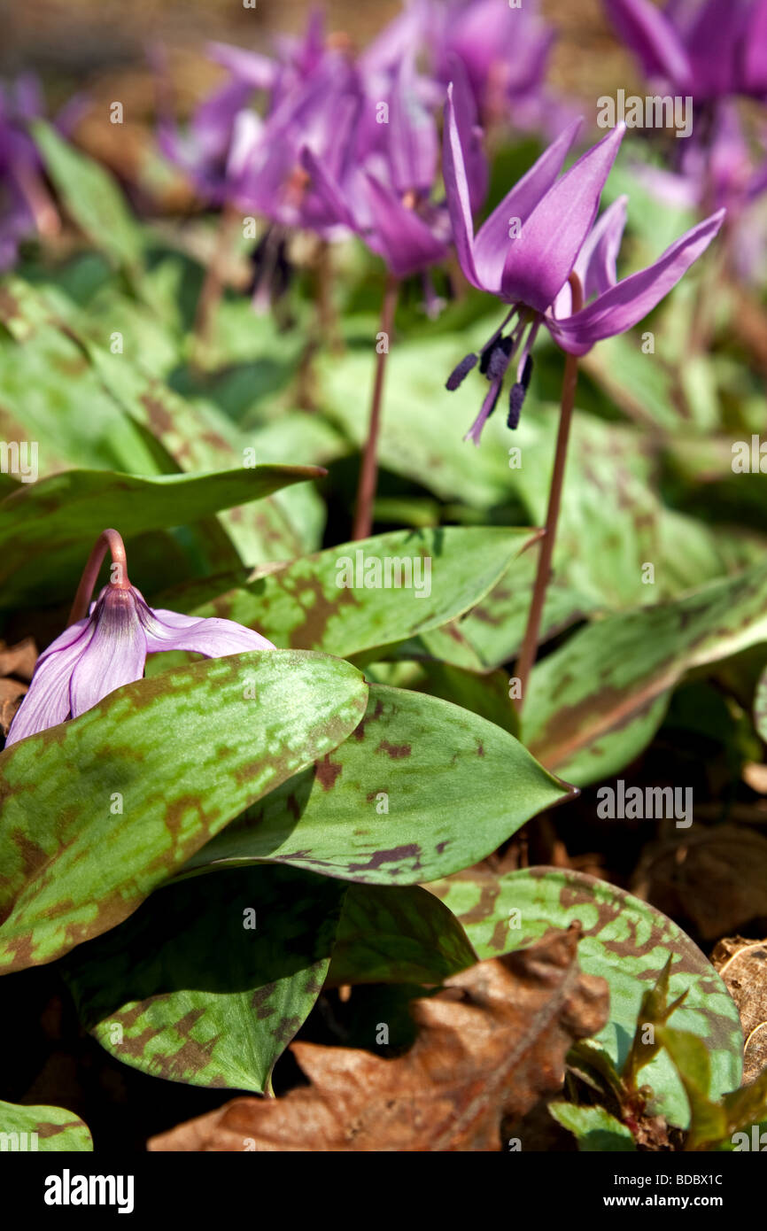 Katakuri no hana or Dogs Tooth Violet, (Erythronium japonicum) in bloom ...