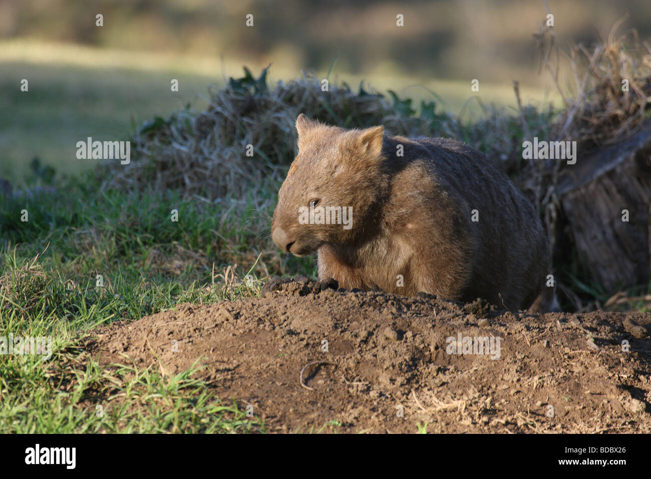 common wombat emerging from a burrow Stock Photo - Alamy