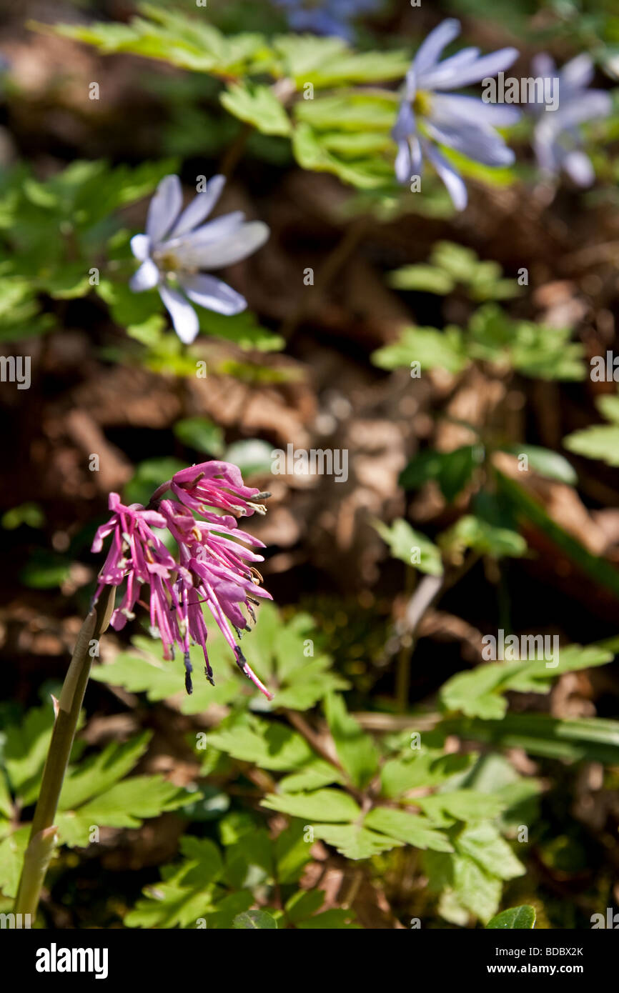 Heloniopsis orientalis and Japanese Anemone growing wild in the ...