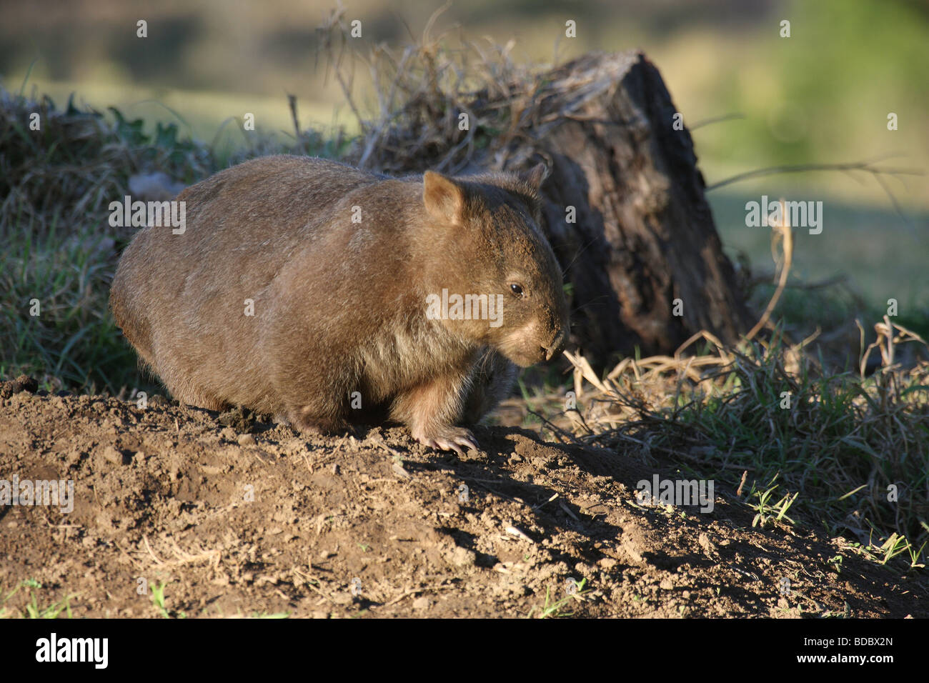 common wombat emerging from a burrow Stock Photo - Alamy