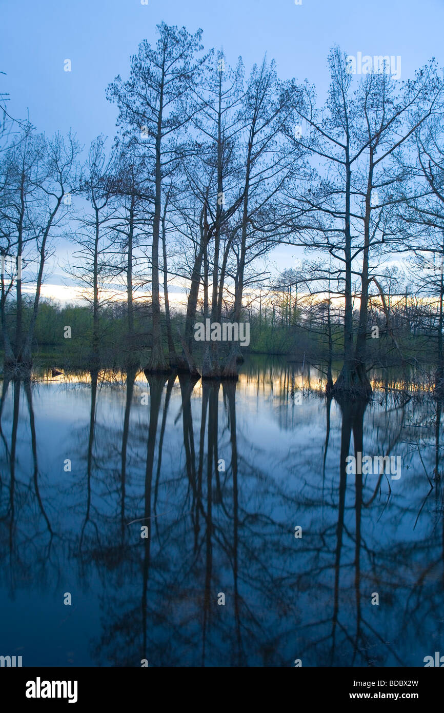 Otter Slough Conservation Area Cypress Trees Stock Photo - Alamy