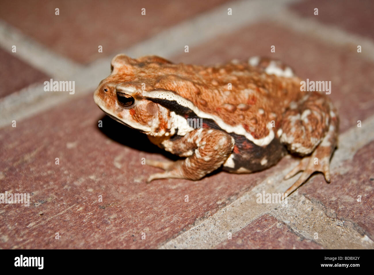 Asian common toad hi-res stock photography and images - Alamy